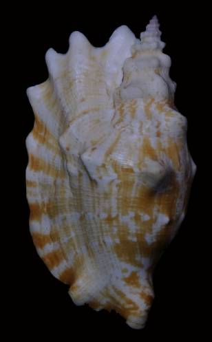 shellauction.net :: Strombus sinuatus - 3643882