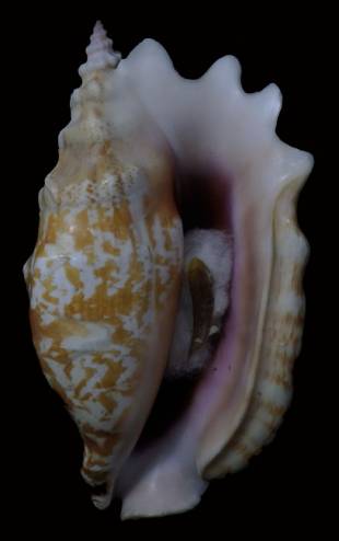 shellauction.net :: Strombus sinuatus - 3643882