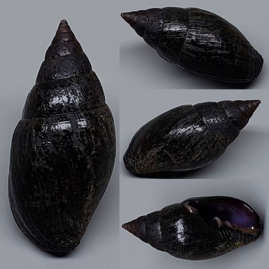 shellauction.net :: Mitra sp. - 3644762