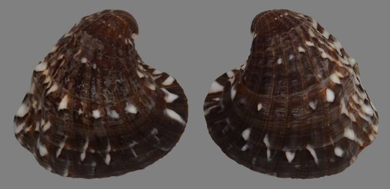 shellauction.net :: Strophocardia megastropha - 3644859