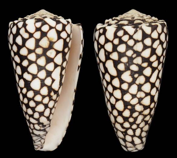 shellauction.net :: Conus marmoreus - 3644891