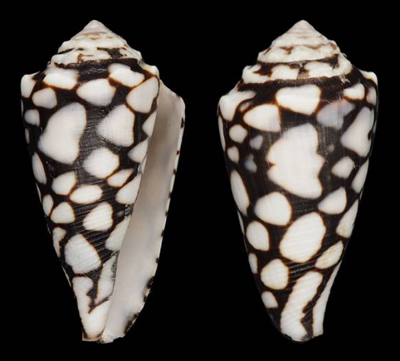 shellauction.net :: Conus marmoreus - 3644892