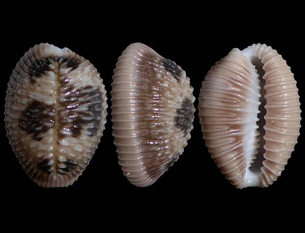 shellauction.net :: Pusula pediculus - 3645180