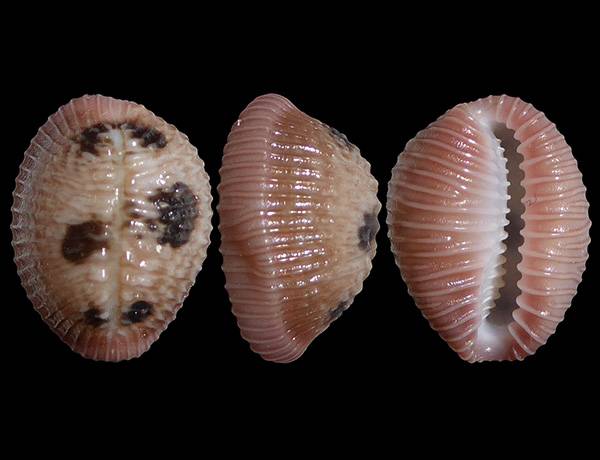 shellauction.net :: Pusula pediculus - 3645181