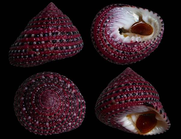 shellauction.net :: Clanculus pharaonicus - 3645224