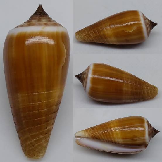 shellauction.net :: Conus radiatus - 3645280