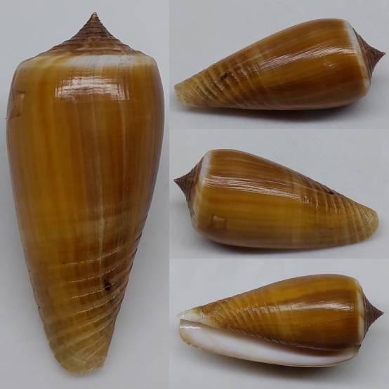 shellauction.net :: Conus radiatus - 3645281