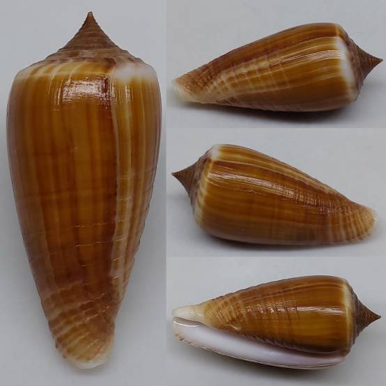 shellauction.net :: Conus radiatus - 3645282