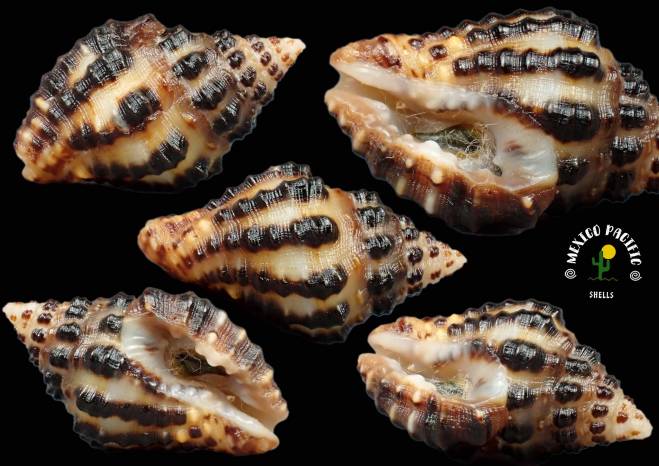 shellauction.net :: Engina maura - 3645290