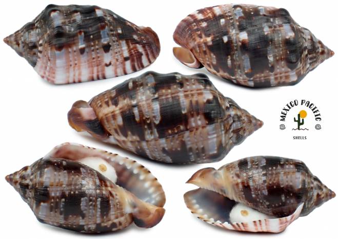 shellauction.net :: Cypraecassis coarctata - 3645344