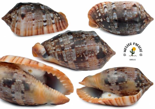 shellauction.net :: Cypraecassis coarctata - 3645345