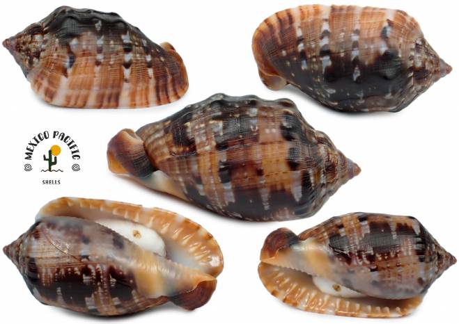 shellauction.net :: Cypraecassis coarctata - 3645346