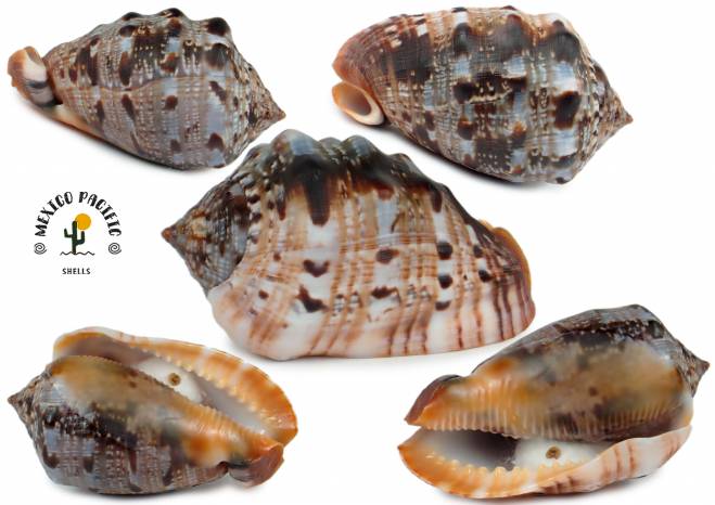 shellauction.net :: Cypraecassis coarctata - 3645347