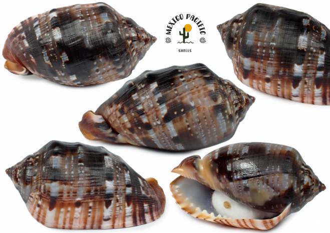 shellauction.net :: Cypraecassis coarctata - 3645348