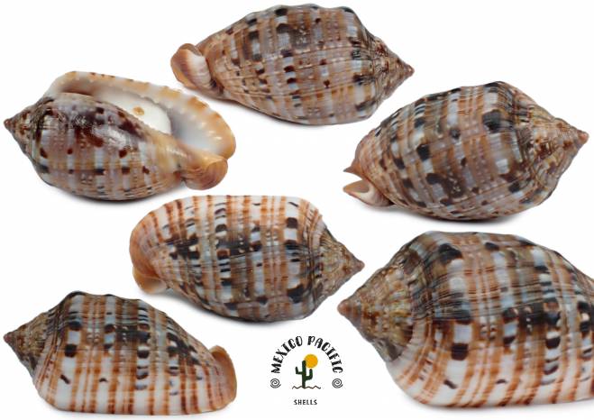 shellauction.net :: Cypraecassis cf. coarctata - 3645349