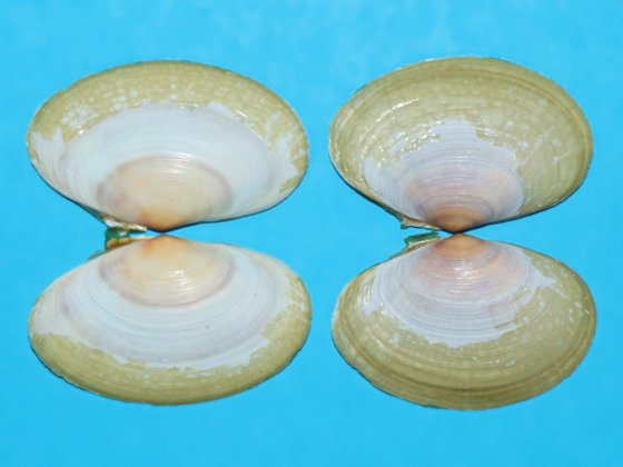 shellauction.net :: Hiatula biradiata - 3645362