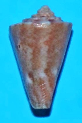 shellauction.net :: Conus rutilus - 3645364