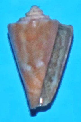shellauction.net :: Conus rutilus - 3645364