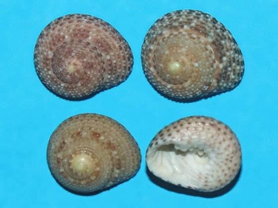 shellauction.net :: Clanculus maxillatus - 3645378