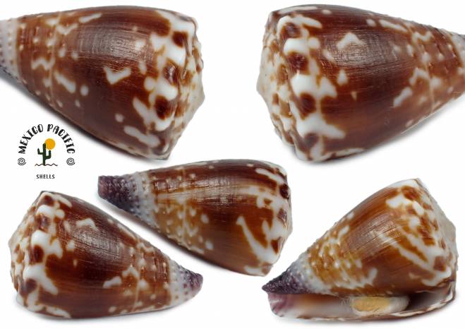 shellauction.net :: Conus nux - 3645384