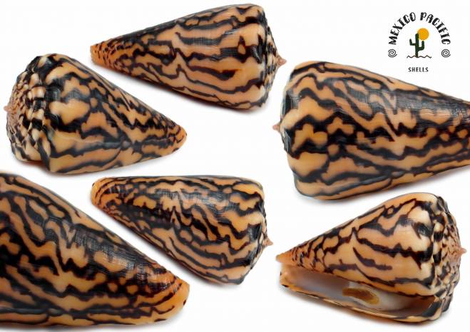 shellauction.net :: Conus princeps - 3645446