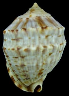 shellauction.net :: Cassis fimbriata - 3645503