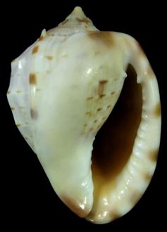 shellauction.net :: Cassis fimbriata - 3645503