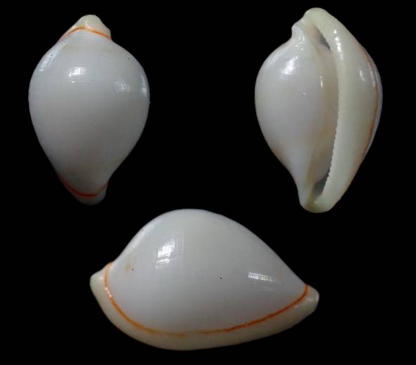 shellauction.net :: Diminovula sp. - 3645514