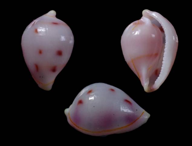 shellauction.net :: Diminovula culmen - 3645559