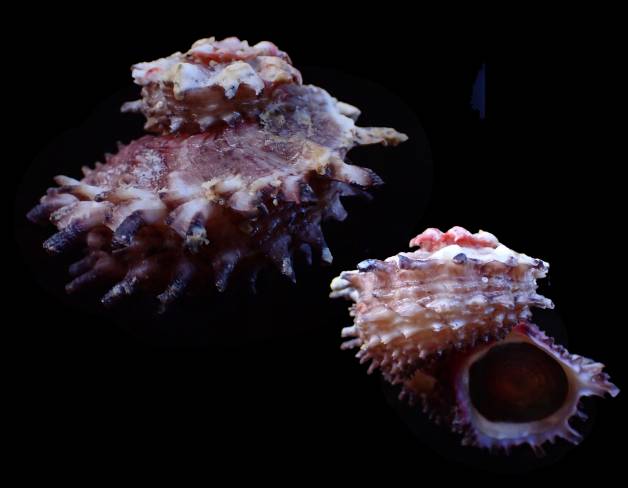 shellauction.net :: Angaria sp. - 3645574