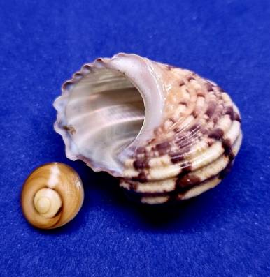 shellauction.net :: Turbo gruneri - 3646027