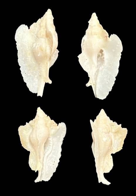 shellauction.net :: Timbellus richeri - 3646073