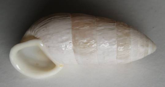 shellauction.net :: Cerion infandum - 3646123