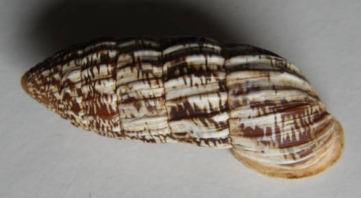 shellauction.net :: Cerion mumia - 3646128