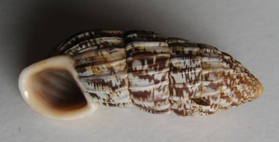 shellauction.net :: Cerion mumia - 3646128