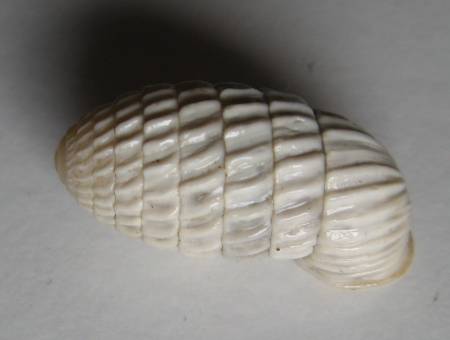 shellauction.net :: Cerion uva - 3646133