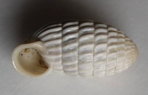 shellauction.net :: Cerion uva - 3646133