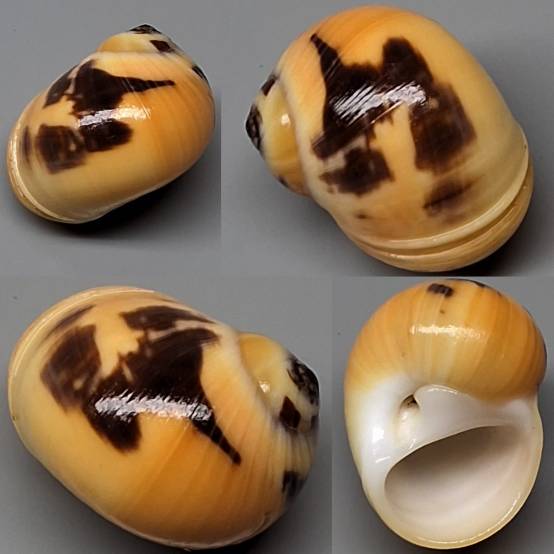 shellauction.net :: Natica arachnoidea - 3646134