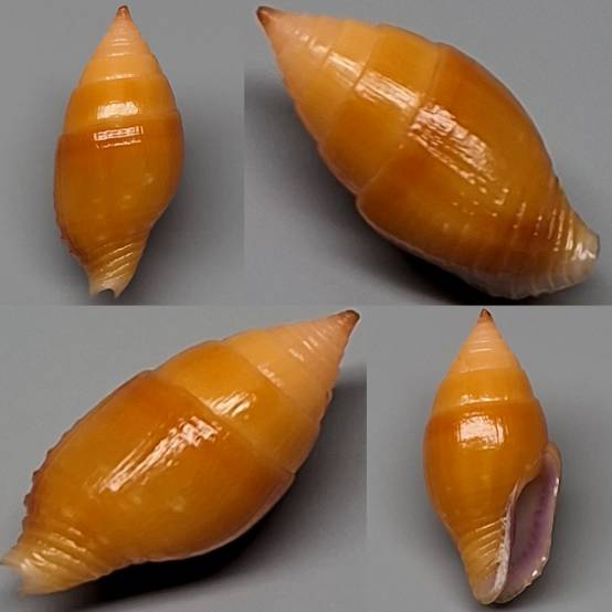 shellauction.net :: Pyrene flava - 3646142