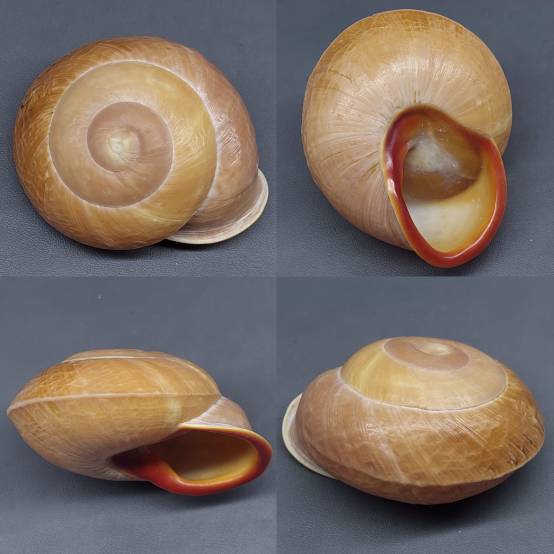 shellauction.net :: Pyrochilus pyrostoma - 3646155