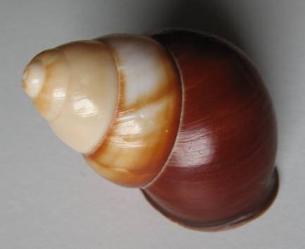 shellauction.net :: Helicostyla rufogaster - 3646193