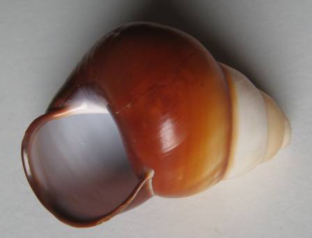 shellauction.net :: Helicostyla rufogaster - 3646193