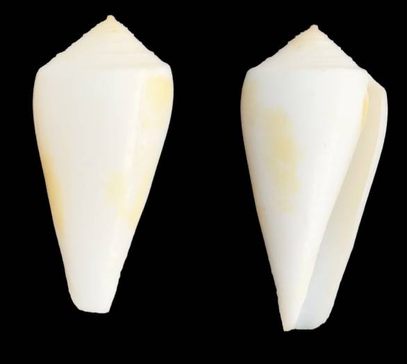 shellauction.net :: Conus bruuni - 3646222