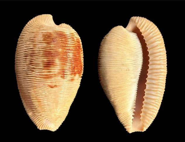 shellauction.net :: Cypraea capensis capensis - 3646237