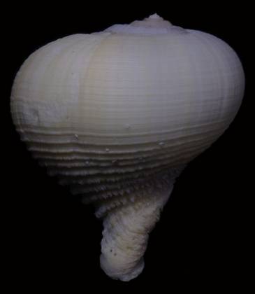 shellauction.net :: Rapa rapa - 3646262