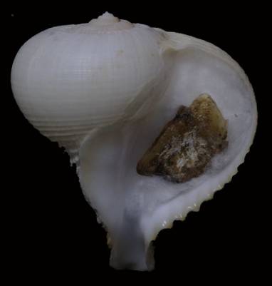 shellauction.net :: Rapa rapa - 3646262