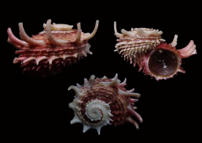 shellauction.net :: Angaria putong - 3646346