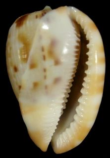 shellauction.net :: Cypraecassis testiculus - 3646414