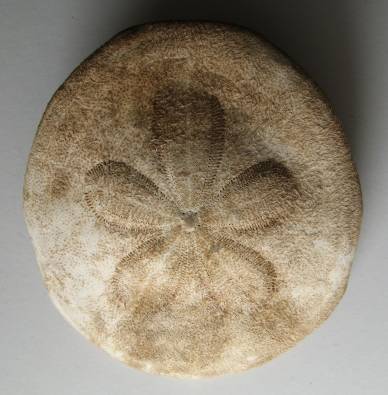 shellauction.net :: Clypeaster rosaceus - 3646471