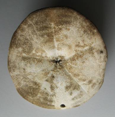 shellauction.net :: Clypeaster rosaceus - 3646471